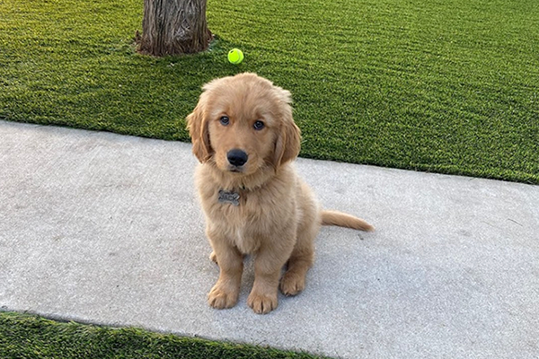 Kansas City Artificial Turf Installation | Southern Turf